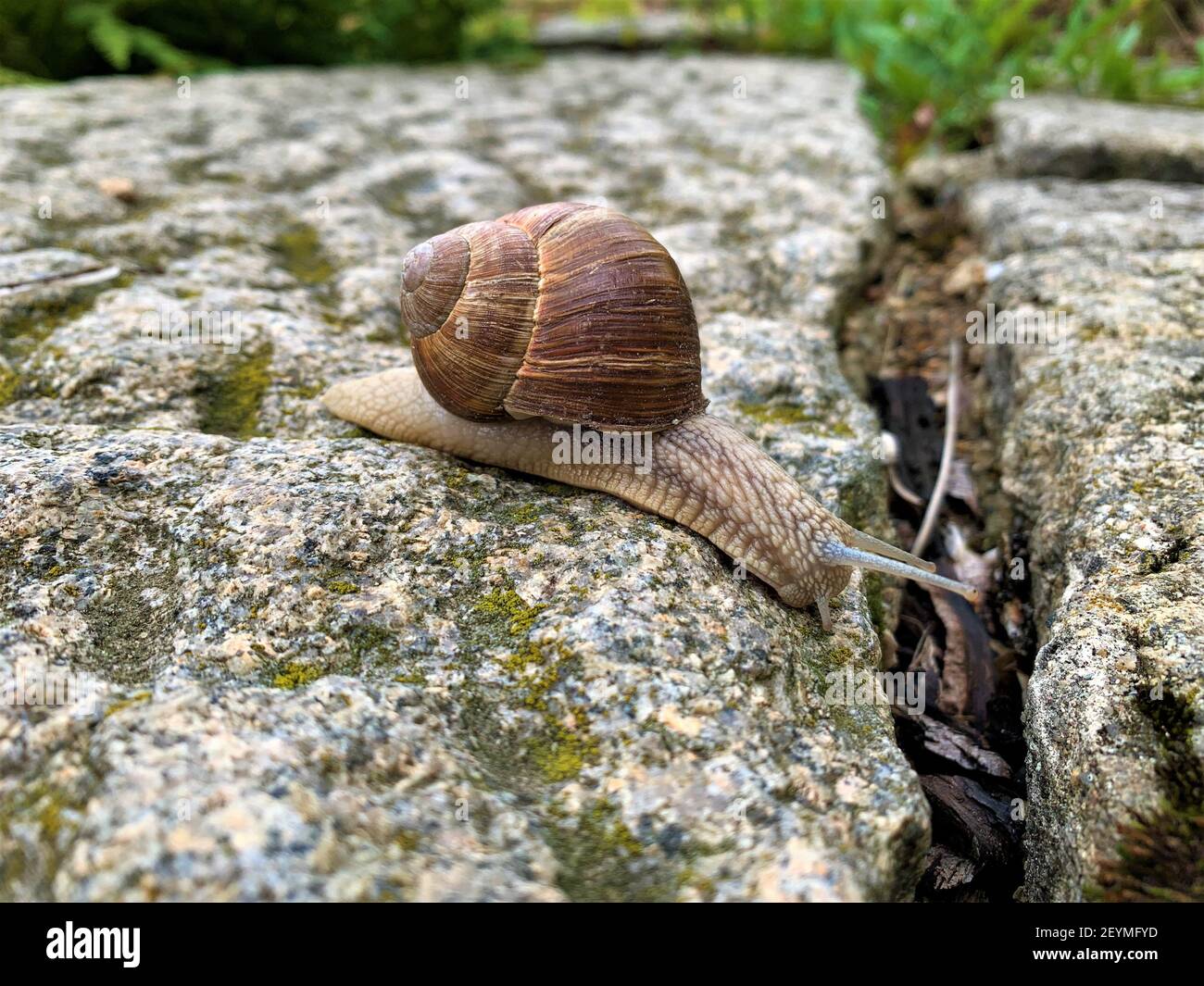 Snail on a rock Stock Photo - Alamy
