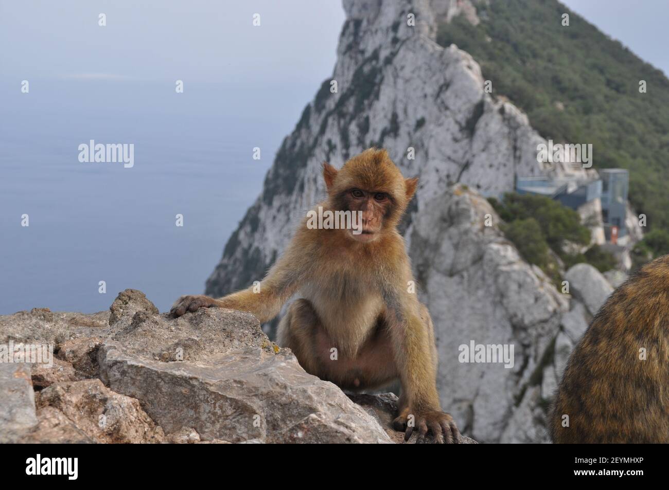 Barbary macaque forest walk hi-res stock photography and images - Alamy