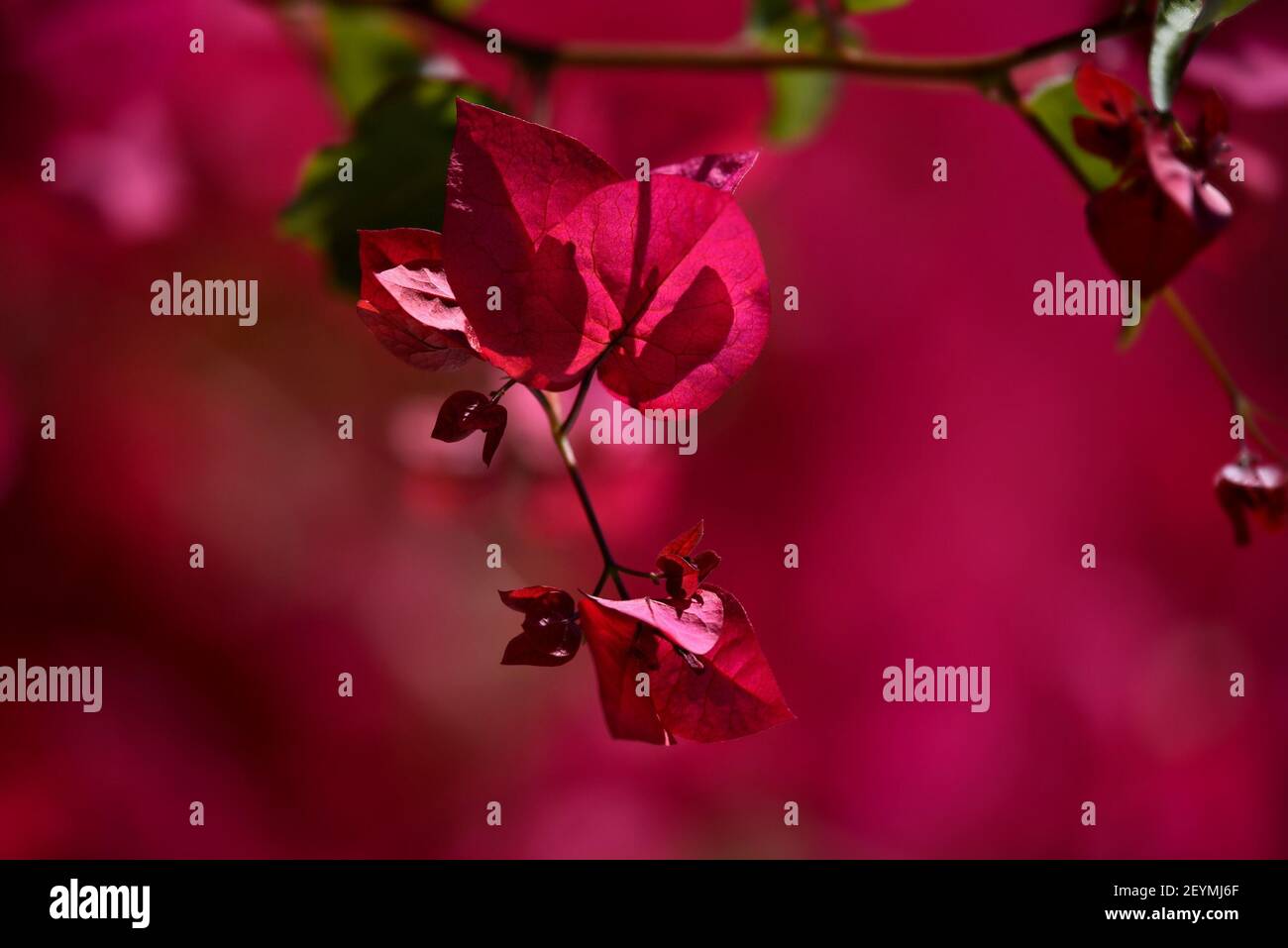 Bougainvillea, a woody vine with magenta flowers and heart-shaped ...