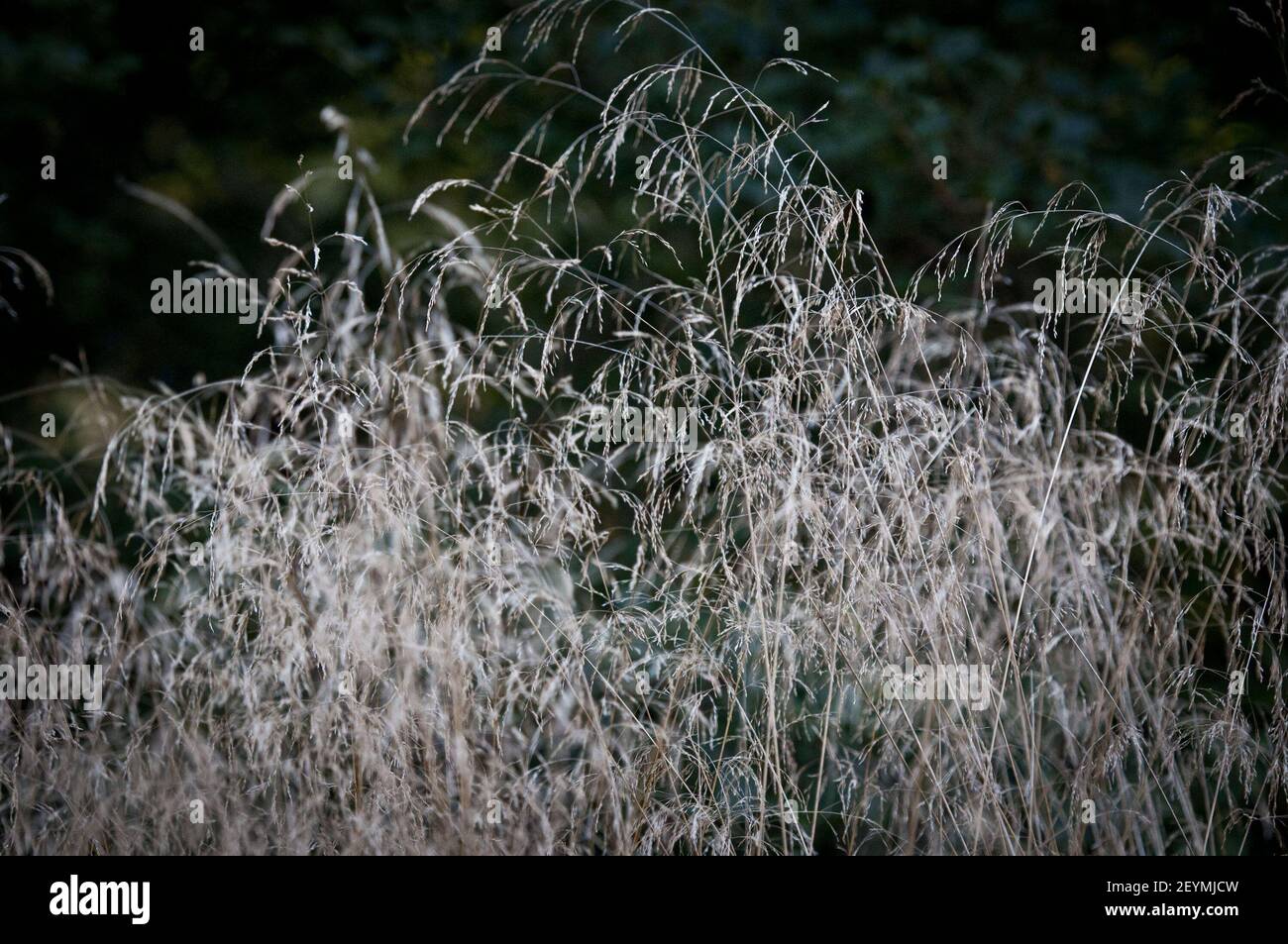 A stand of tufted haigrass grows at Mt. Cuba Center in Hockessin, Del ...