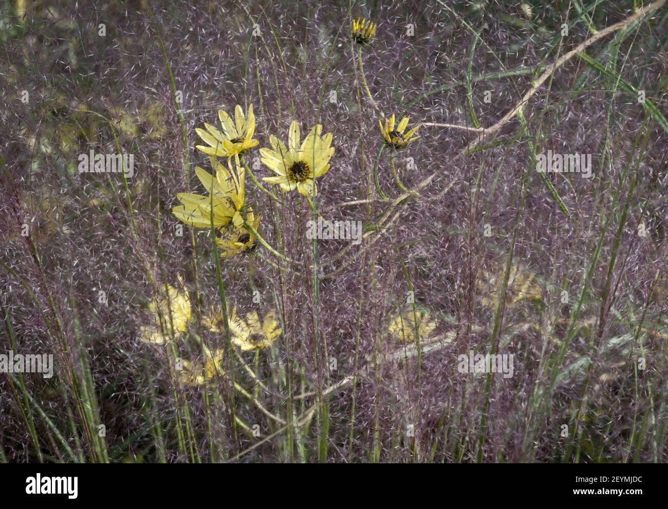 Narrow leaf sunflower shows through a stand of muhlenbergia grass at Mt ...