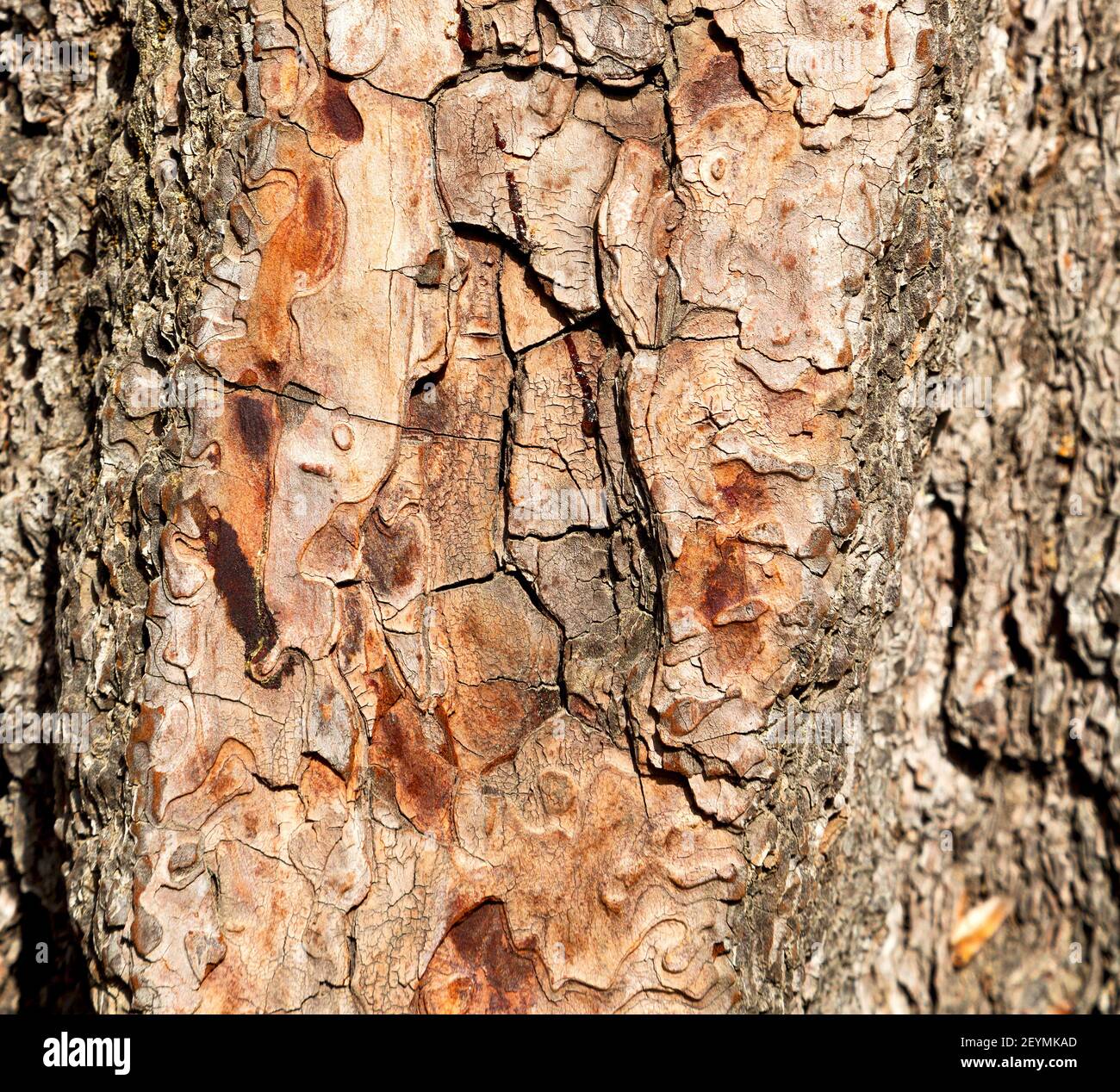 Barck in the abstract close up of a tree color and texture Stock Photo ...