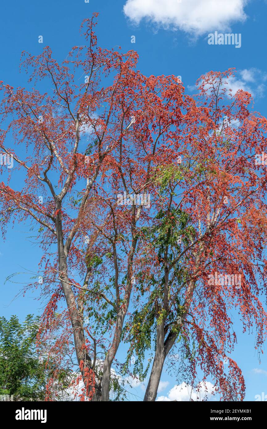 tree with red flowers, Santa Clara, Cuba Stock Photo - Alamy