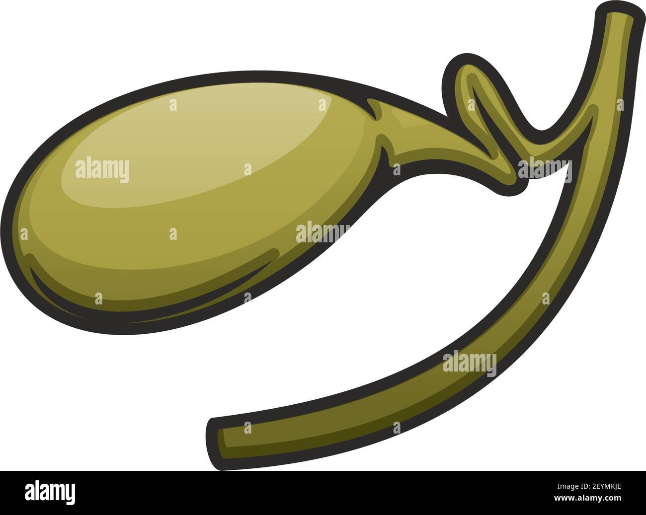 Gallbladder vector vectors hi-res stock photography and images - Alamy