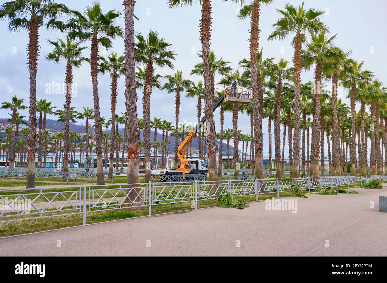 Gardener cuts branch yellow hi-res stock photography and images - Alamy