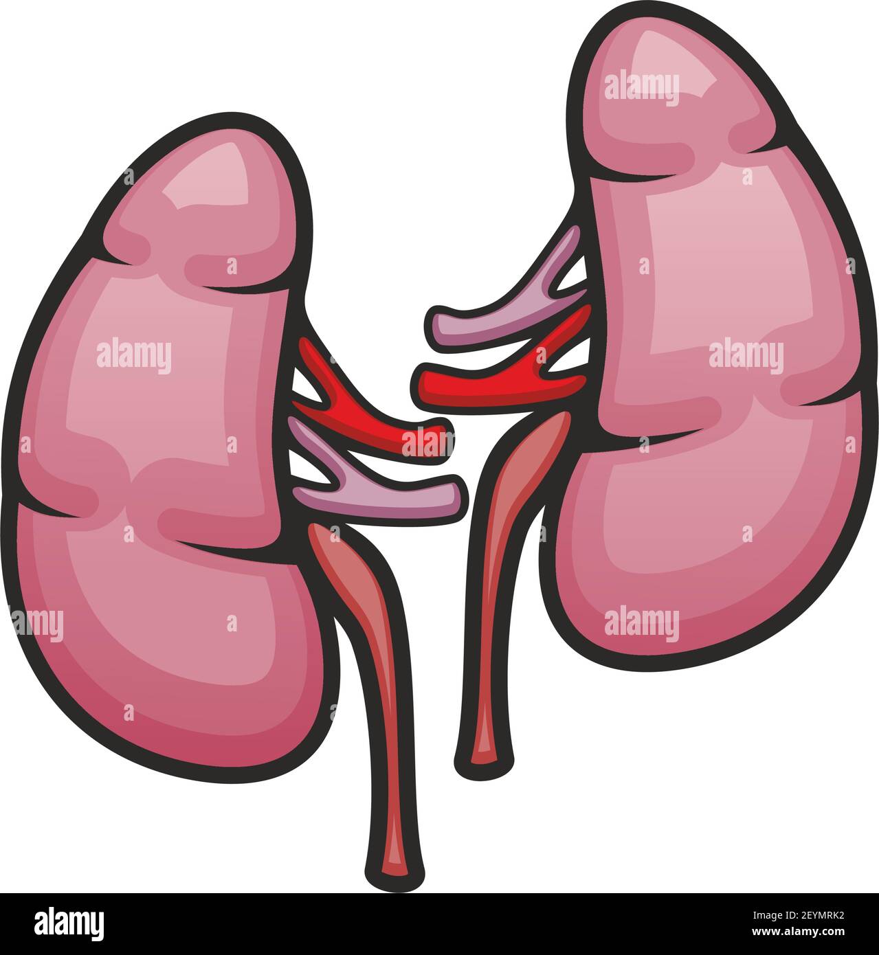 Pair of kidneys in abdominal cavity. Vector human internal organ ...
