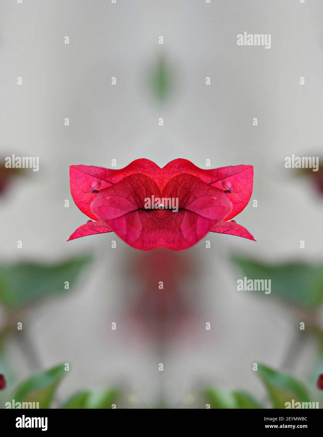 Lip shaped petals hi-res stock photography and images - Alamy