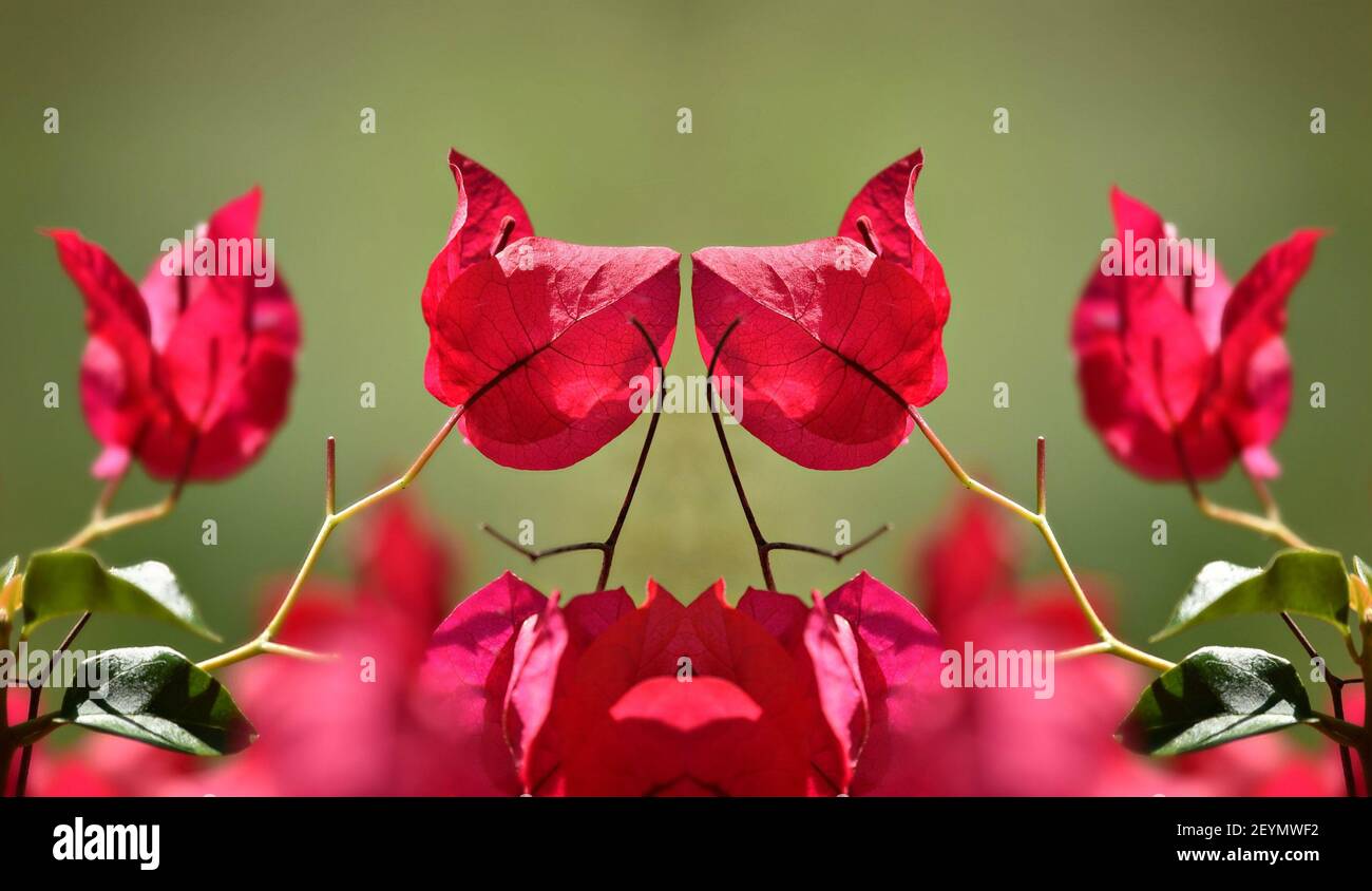 Bougainvillea, a woody vine with red flowers and heart-shaped leaves on ...