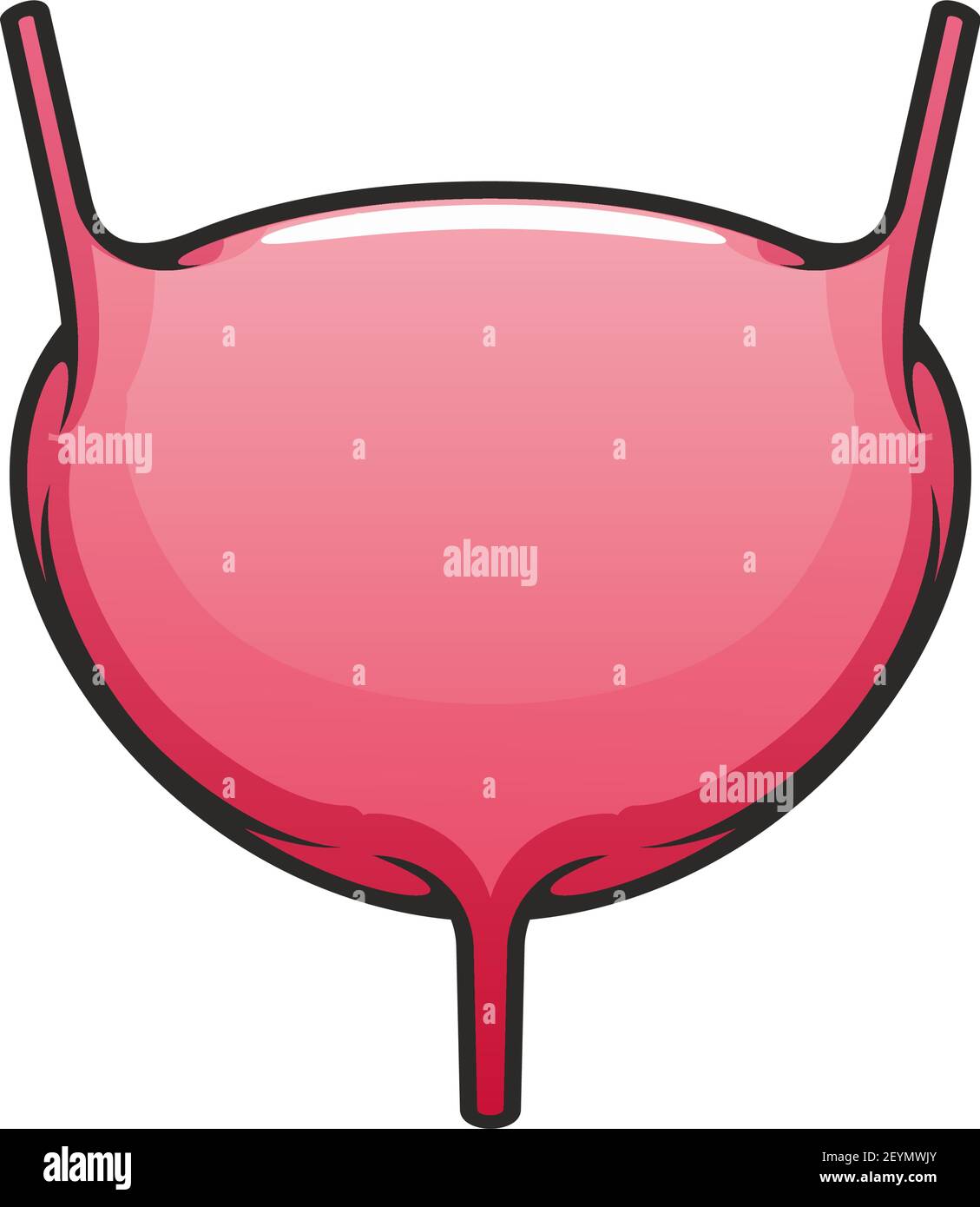 Internal organ icon, human bladder, urinary system vector. Anatomy and ...