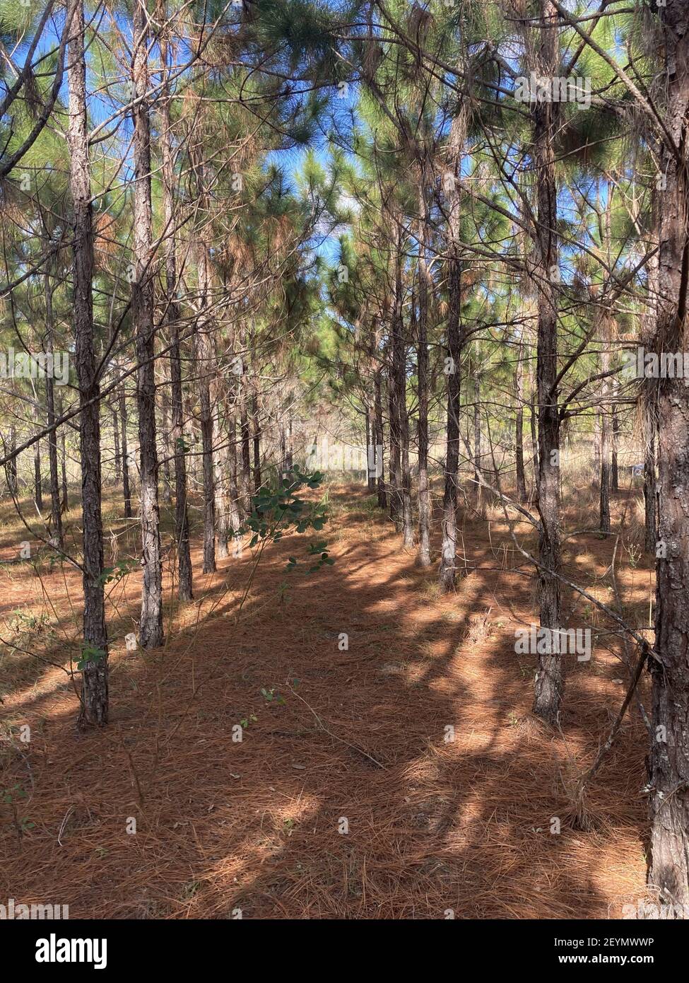 A vertical shot of beautiful high trees in the forest Stock Photo - Alamy