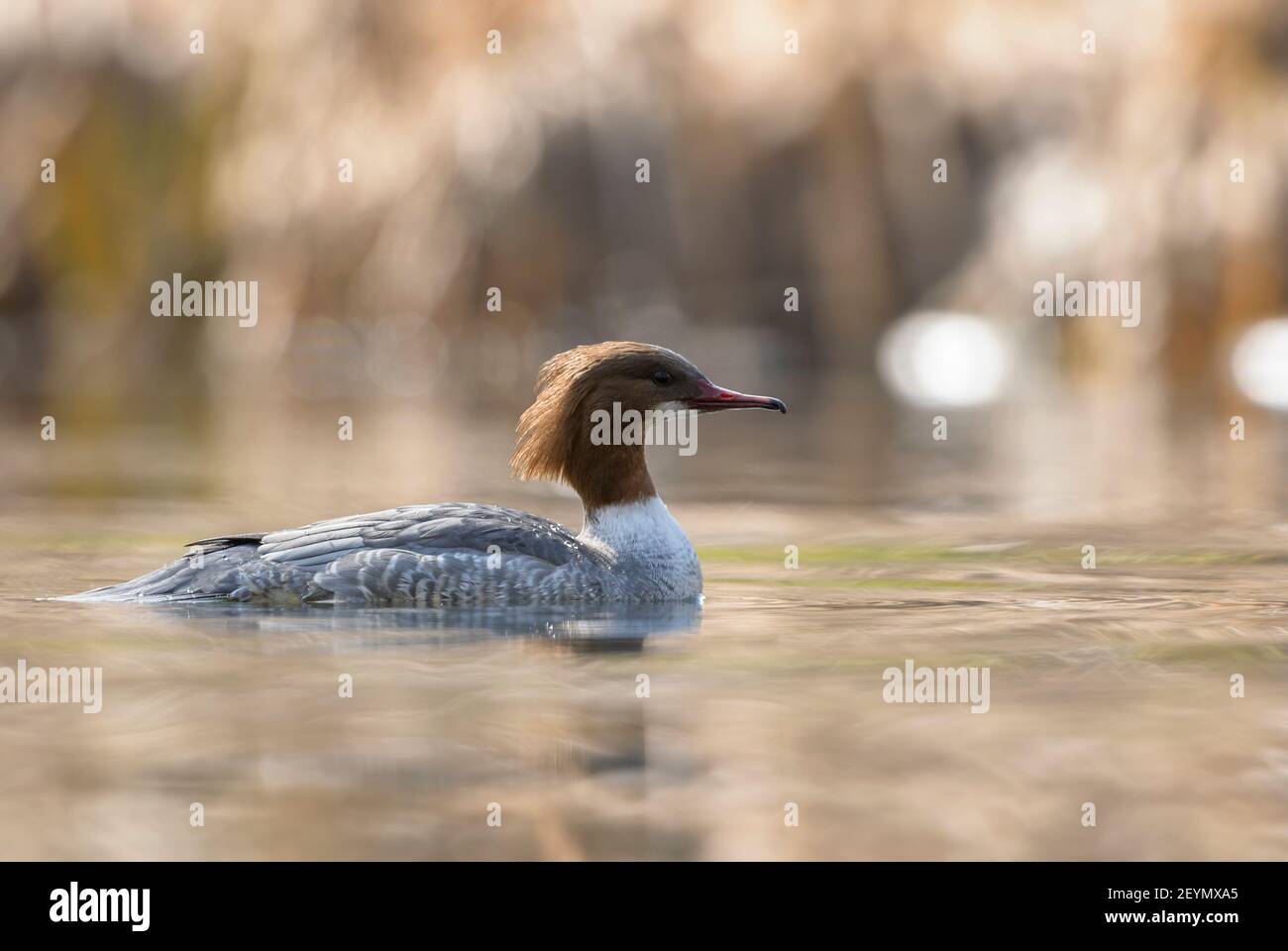Goosander - Mergus merganser, large colored duck from European lakes ...