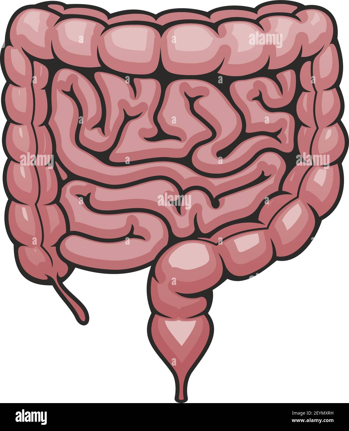 Human intestines, digestive system vector. Cross gut, small intestine ...