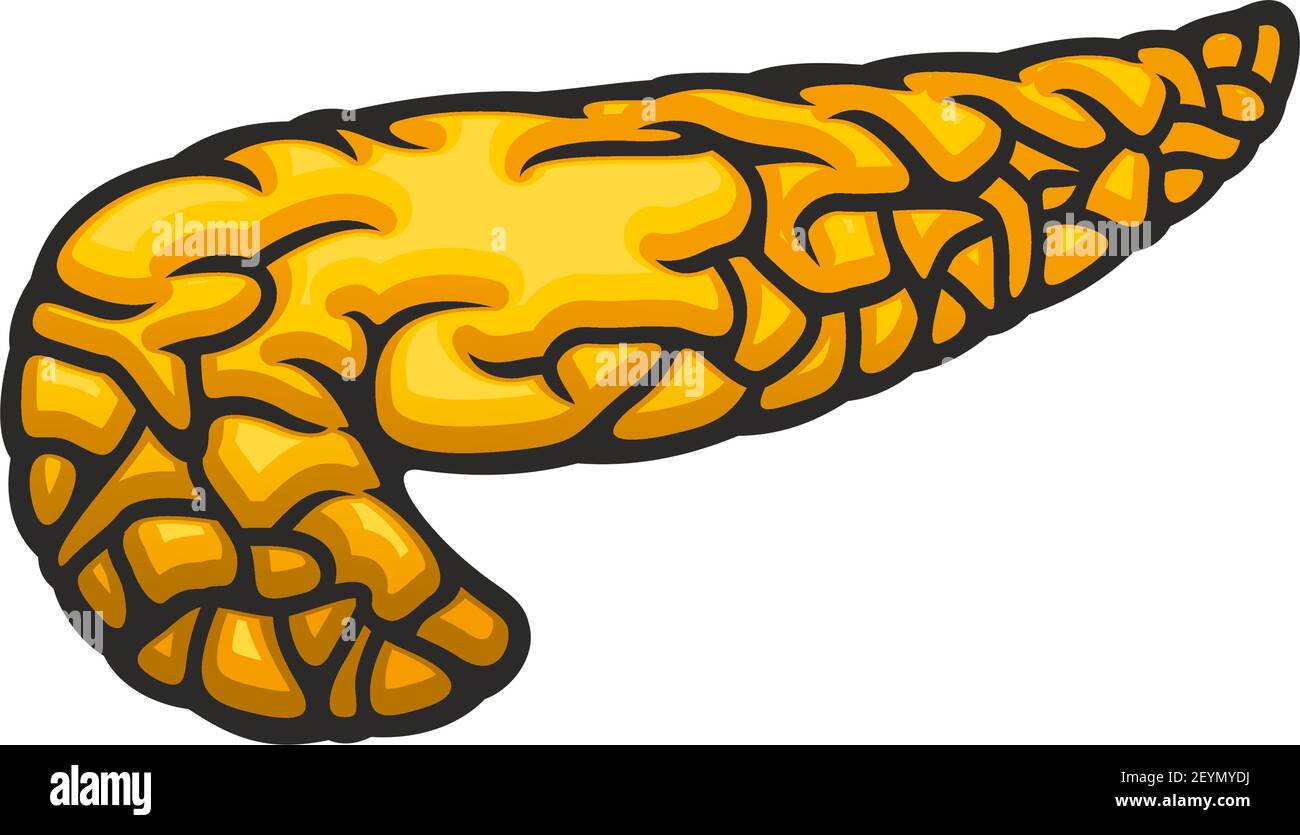 Human internal organ, pancreas icon, digestive system vector. Anatomy ...