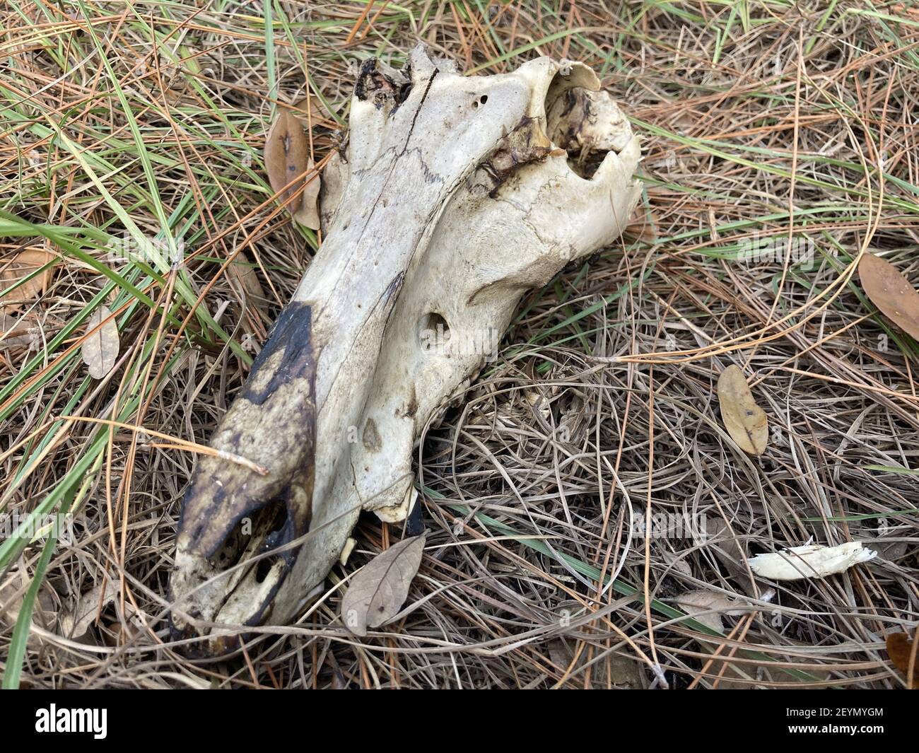 A closeup shot of a dog skull in the grass Stock Photo - Alamy