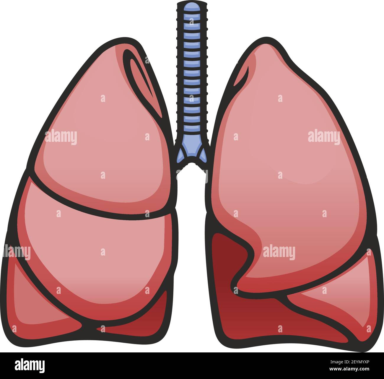 Human lungs and trachea anatomy vector isolated icon. Structure of ...