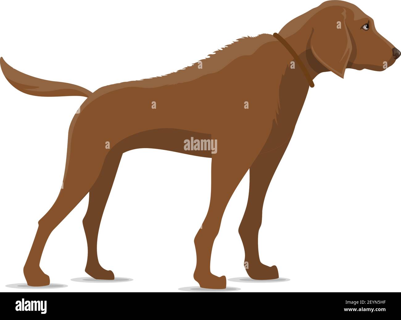 Dog isolated vector icon. Hunting canine vector animal, large pointer ...