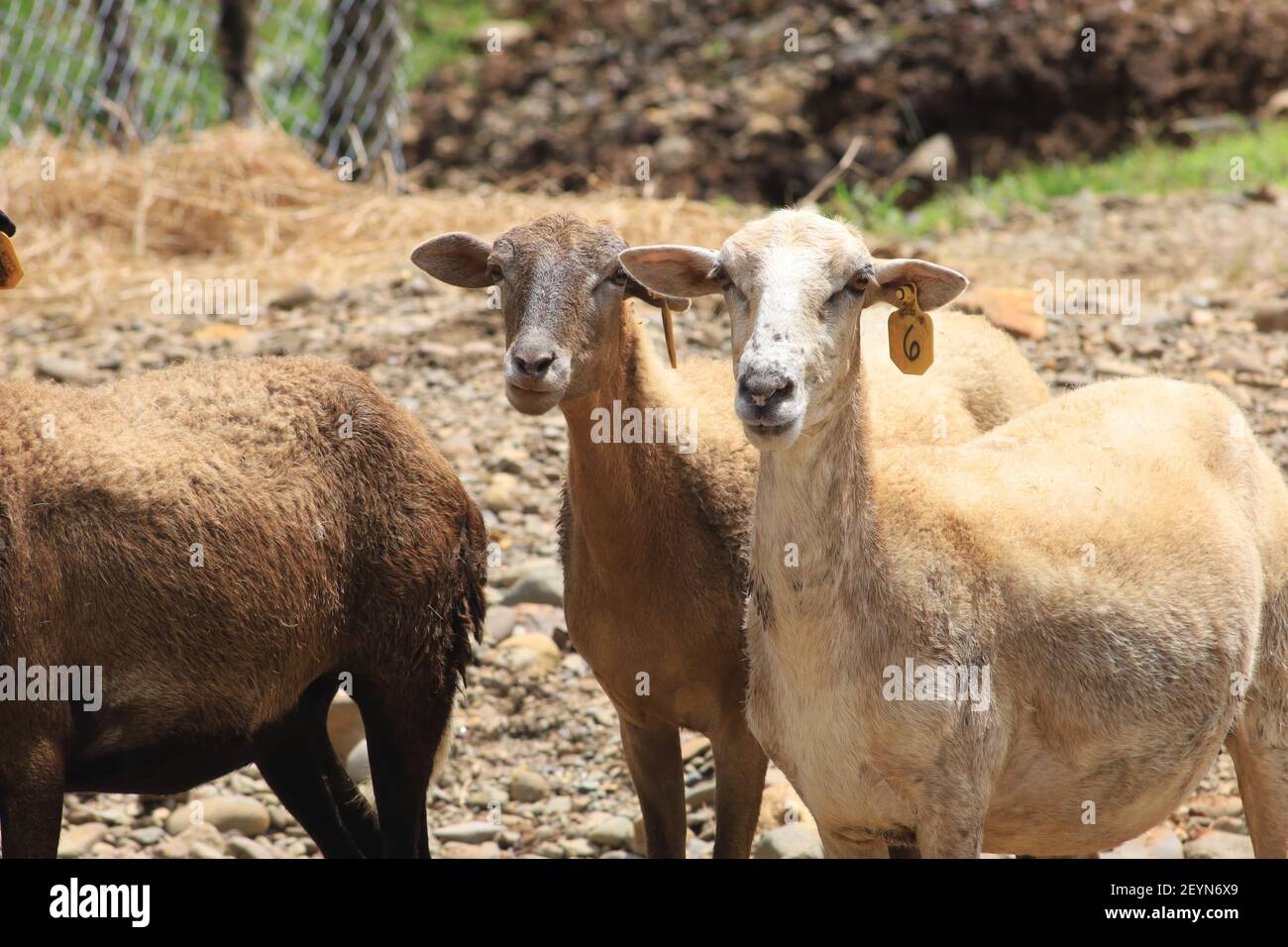 Short sheep hi-res stock photography and images - Alamy