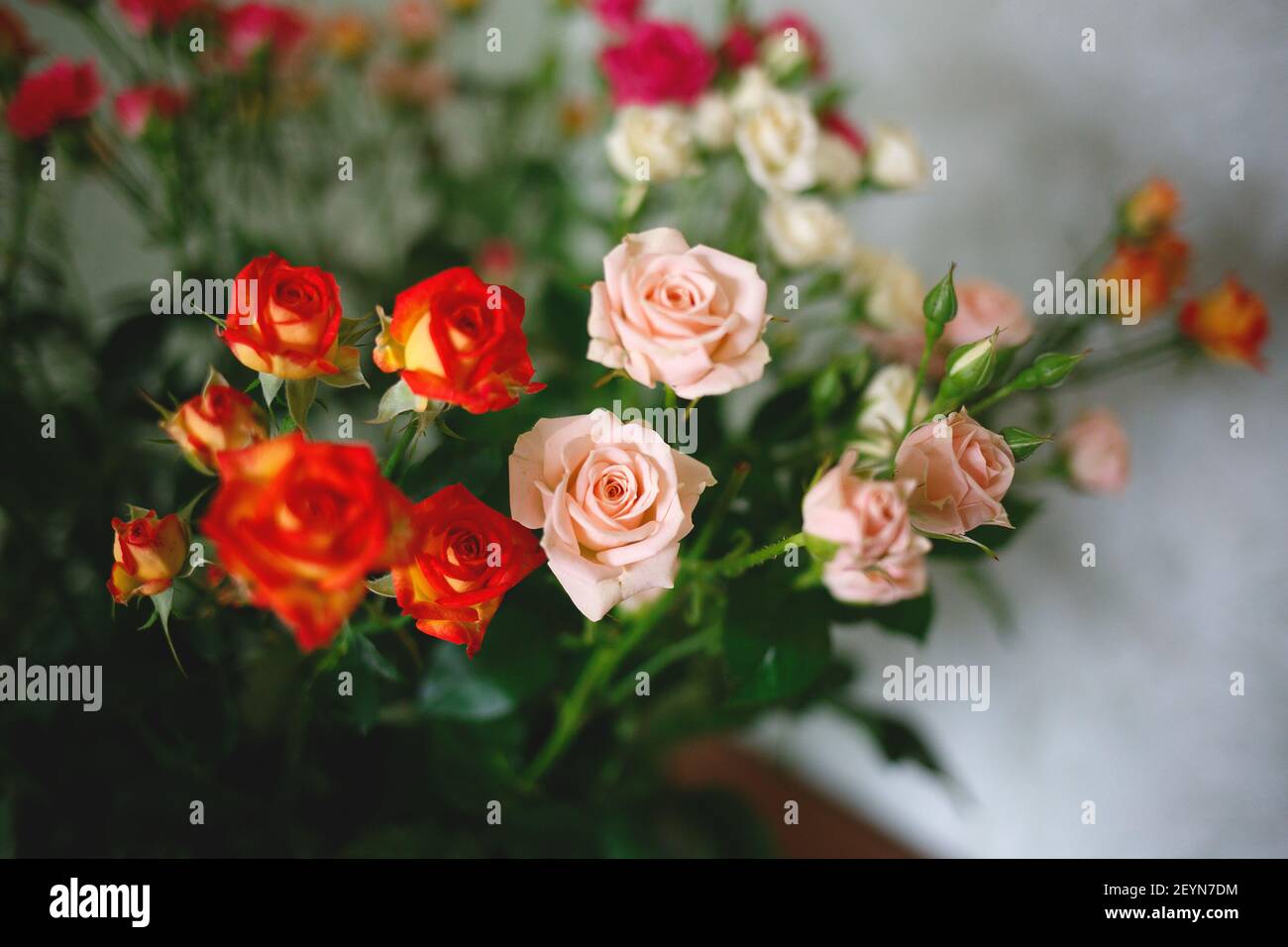 Spray roses hi-res stock photography and images - Alamy