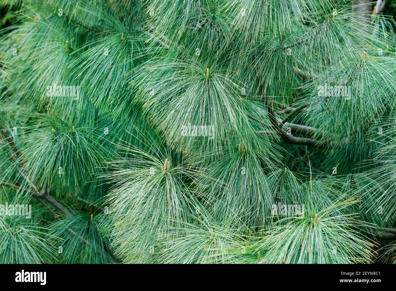 Pine tree motif hi-res stock photography and images - Alamy