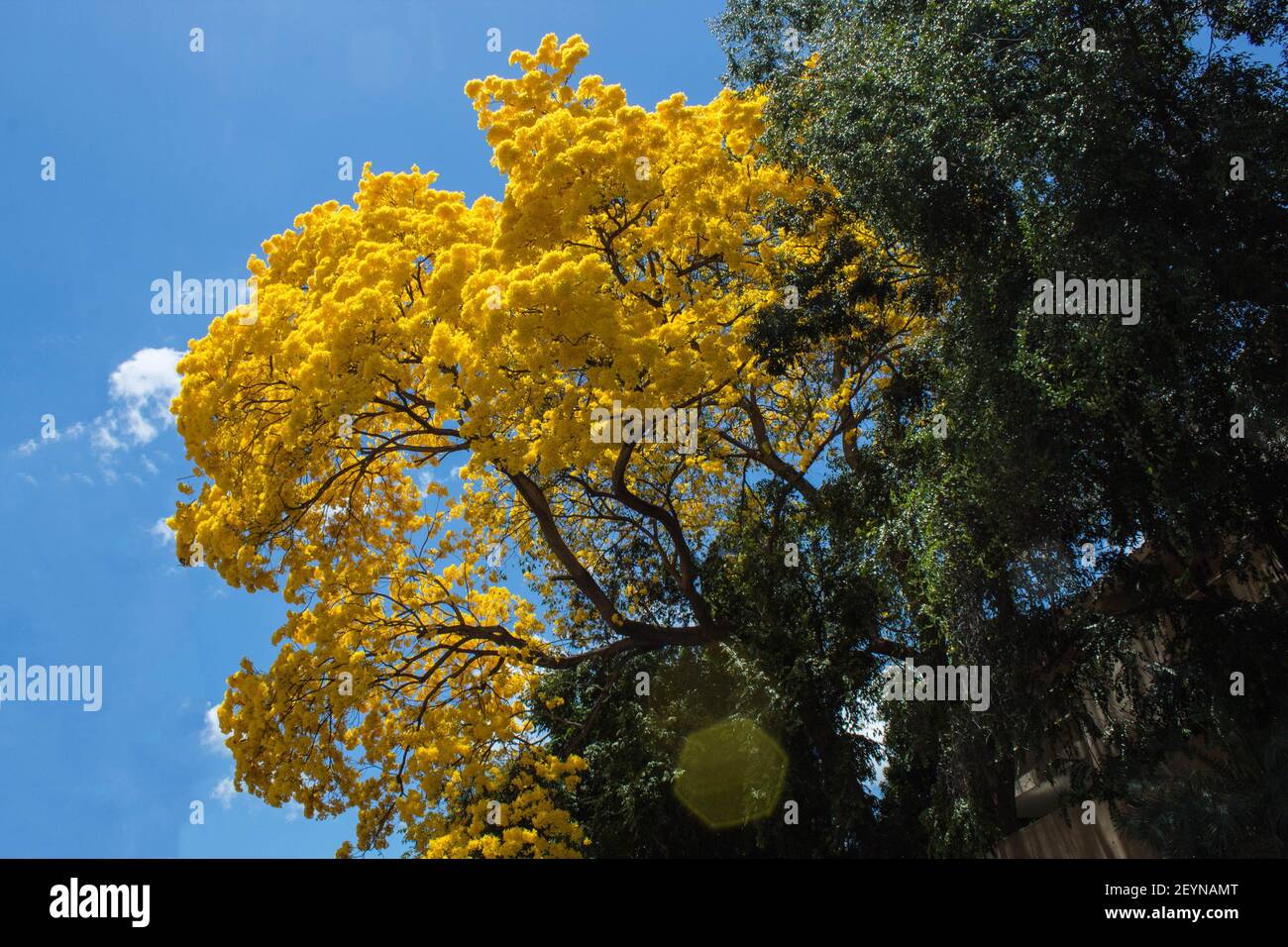 A low angle shot of a bright yellow tabebuia tree next to a green tree ...
