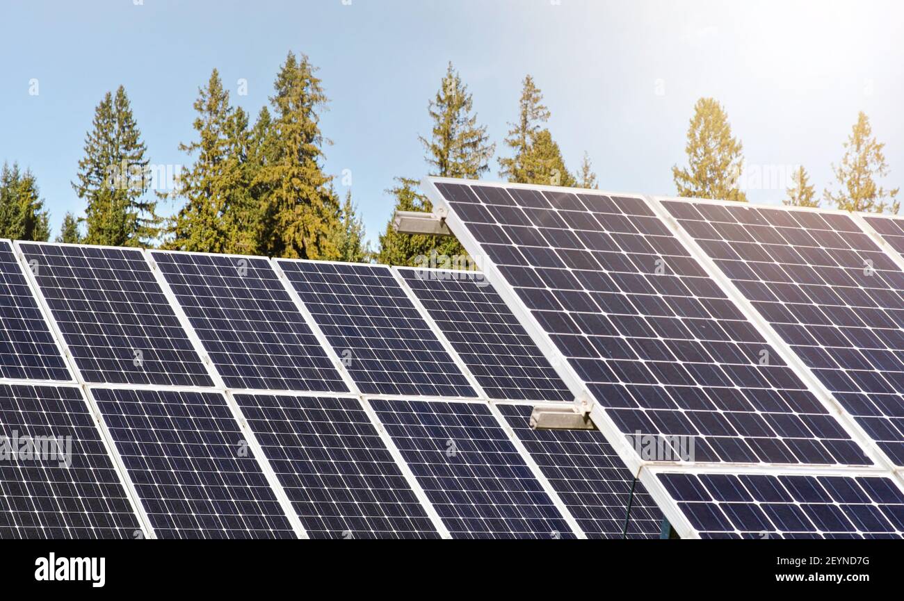 Solar panel collectors in forest, coniferous trees background, clear ...
