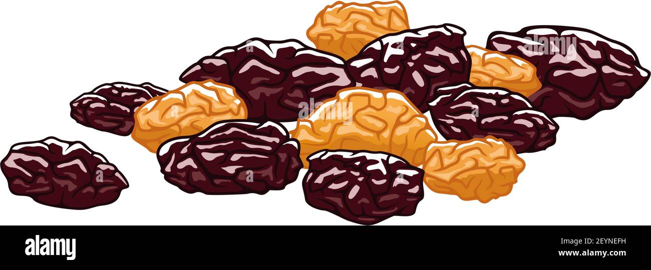 Dried raisins isolated berries of grapes sketch. Vector sugared fruit ...