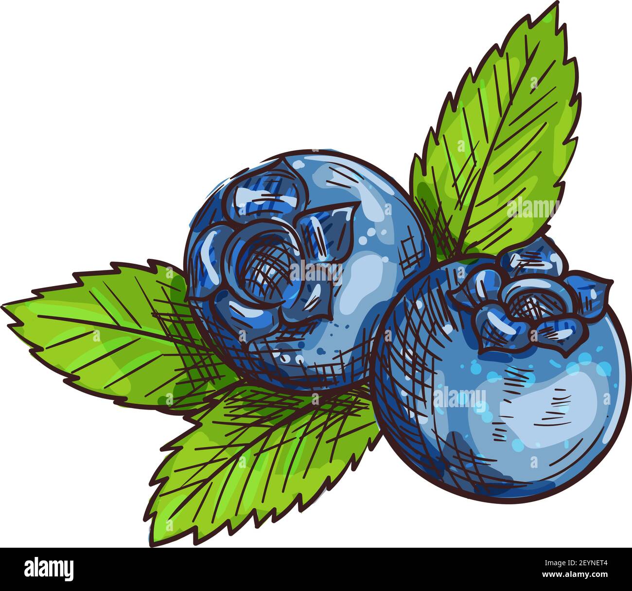 Blueberry Bush Clip Art