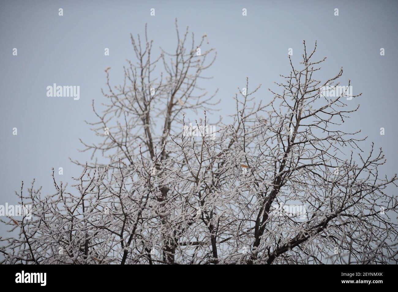 A tree dusted with frozen snow in Canyon County, Idaho. (Photo by Alex ...