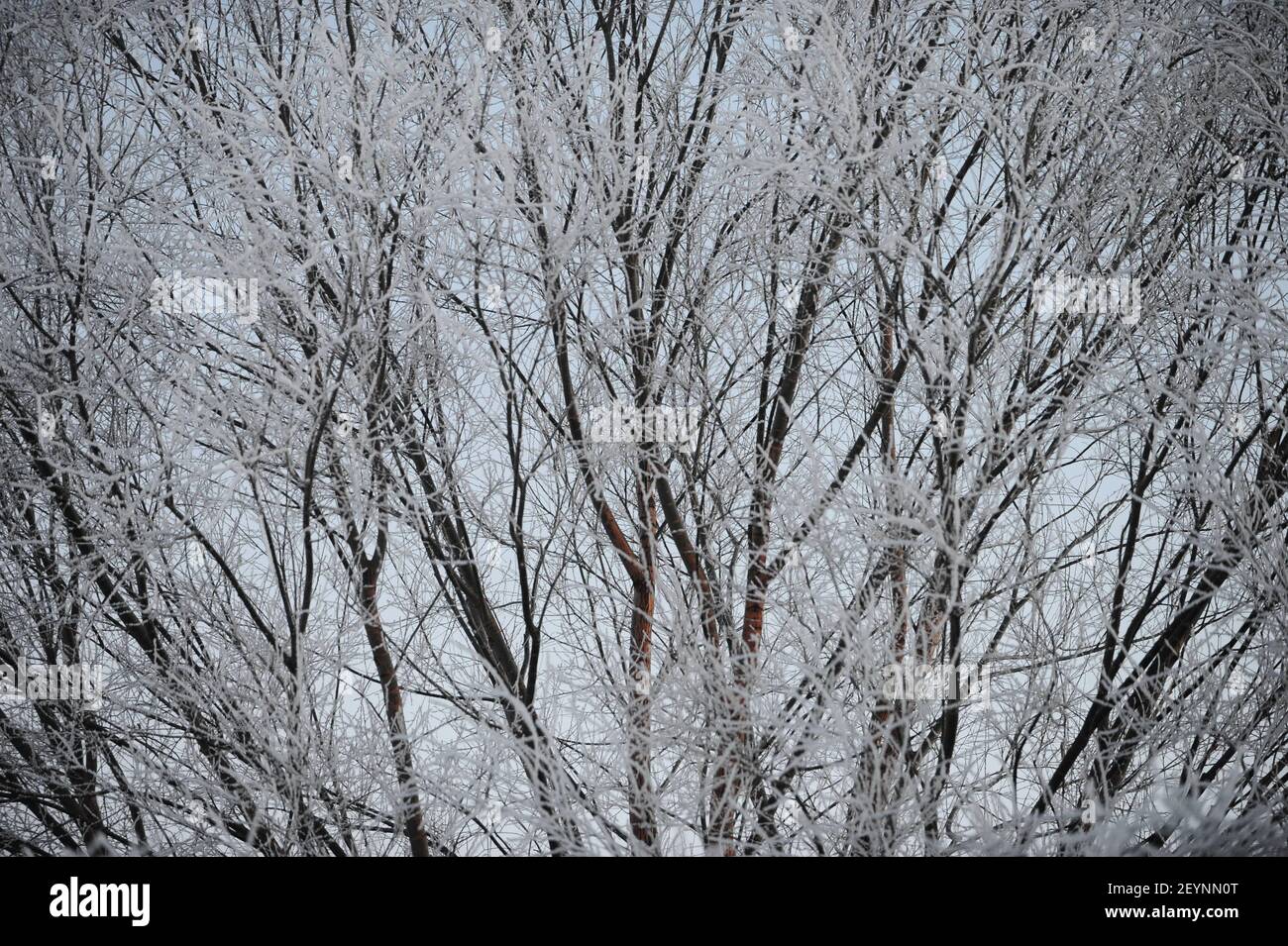 A tree dusted with frozen snow in Canyon County, Idaho. (Photo by Alex ...