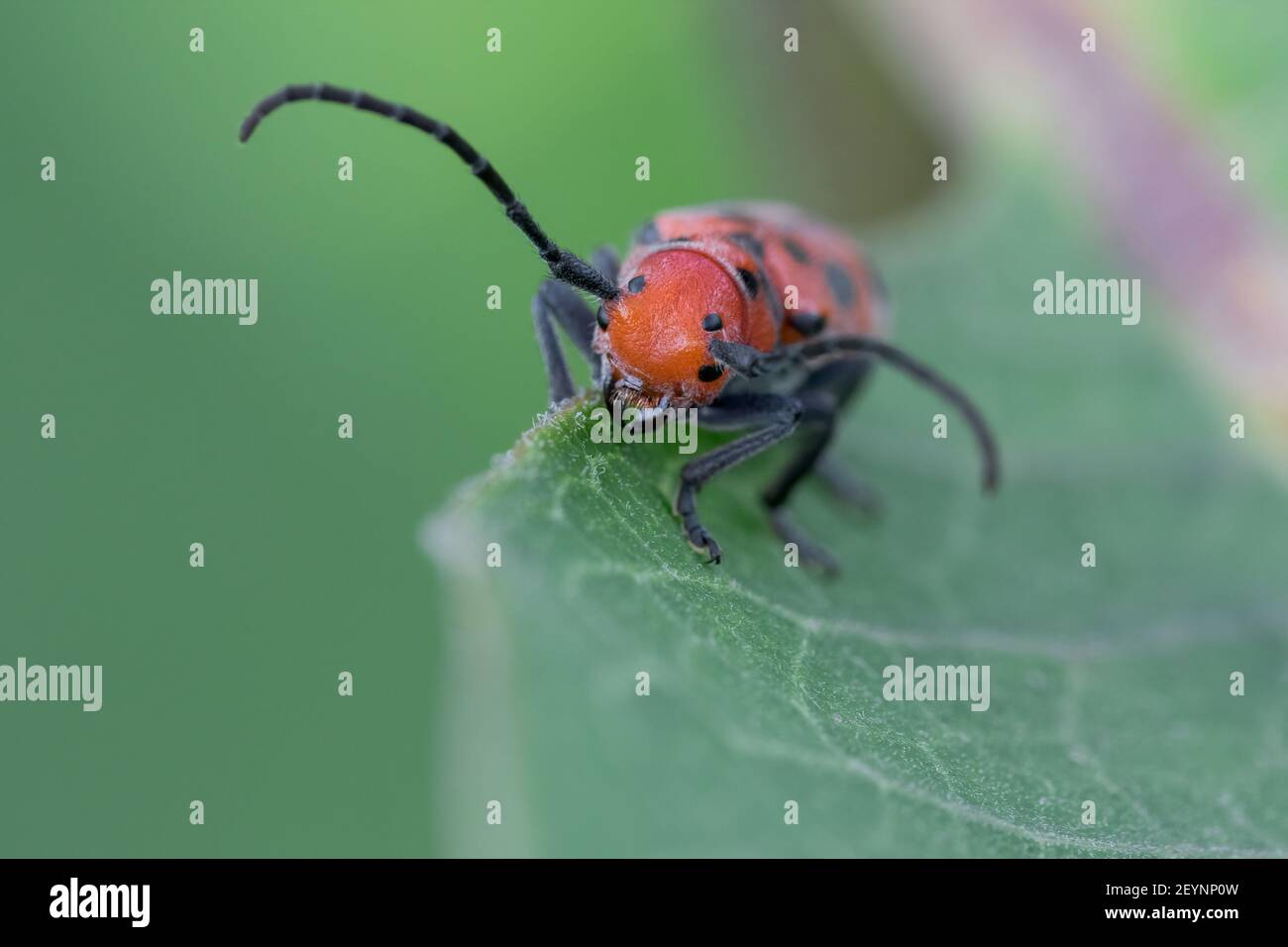 Red and black milkweed insects hi-res stock photography and images - Alamy