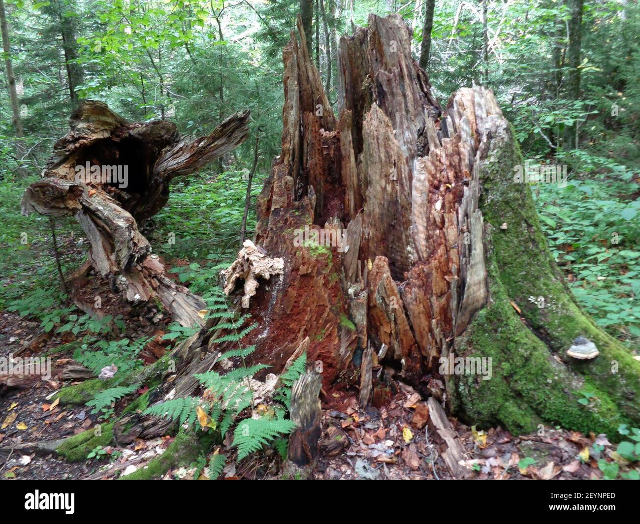 Stumps and uprooted root systems mark the deaths of big trees in West ...