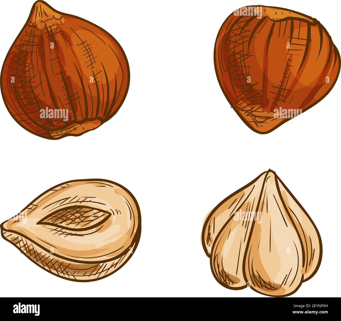 Nut of hazel tree, cobnut or hazelnut isolated sketch. Vector peeled ...