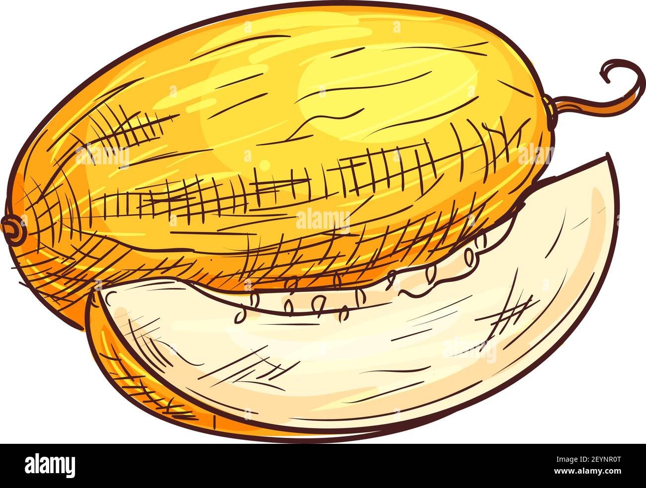 Yellow ripe melon isolated sketch. Vector tropical food dessert ...