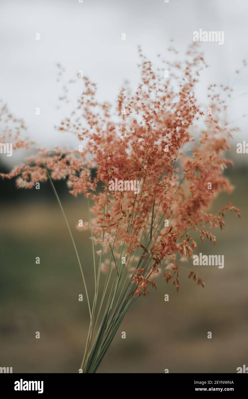 The rose Natal grass growing in the field Stock Photo - Alamy