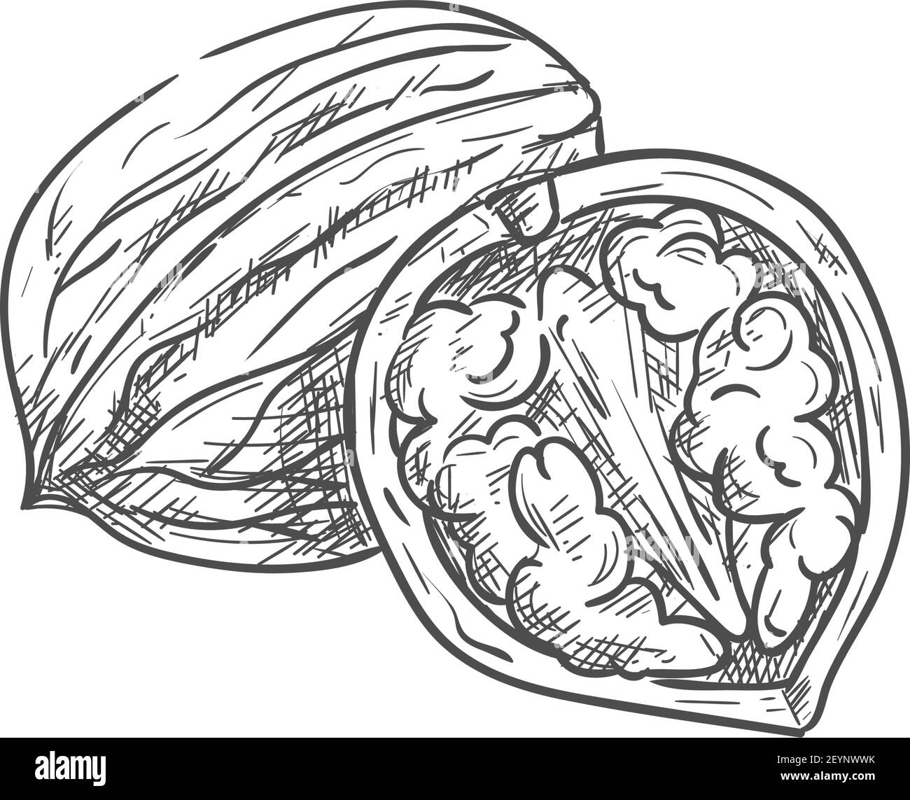 Drupe seed Stock Vector Images - Alamy