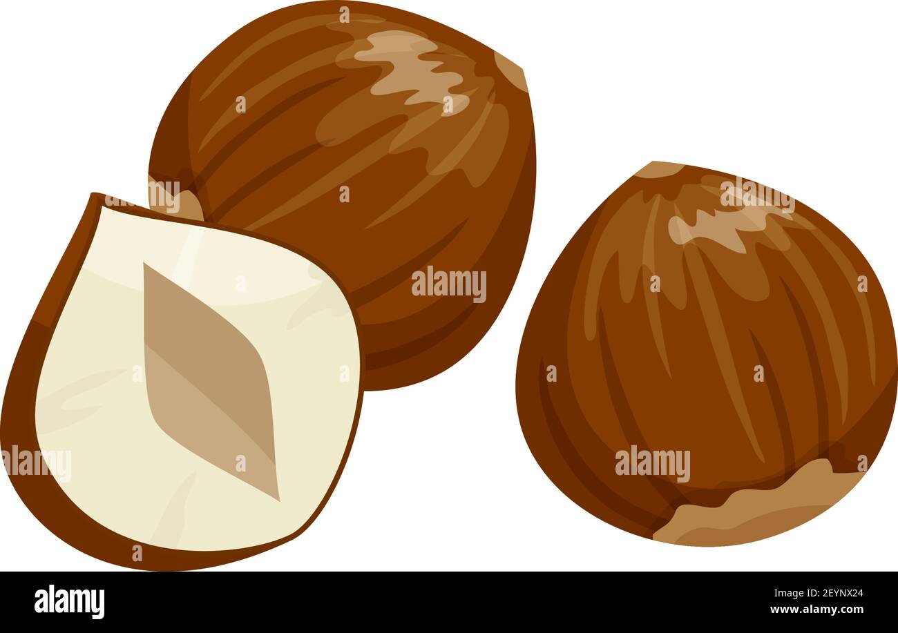 Cobnut vector vectors hi-res stock photography and images - Alamy