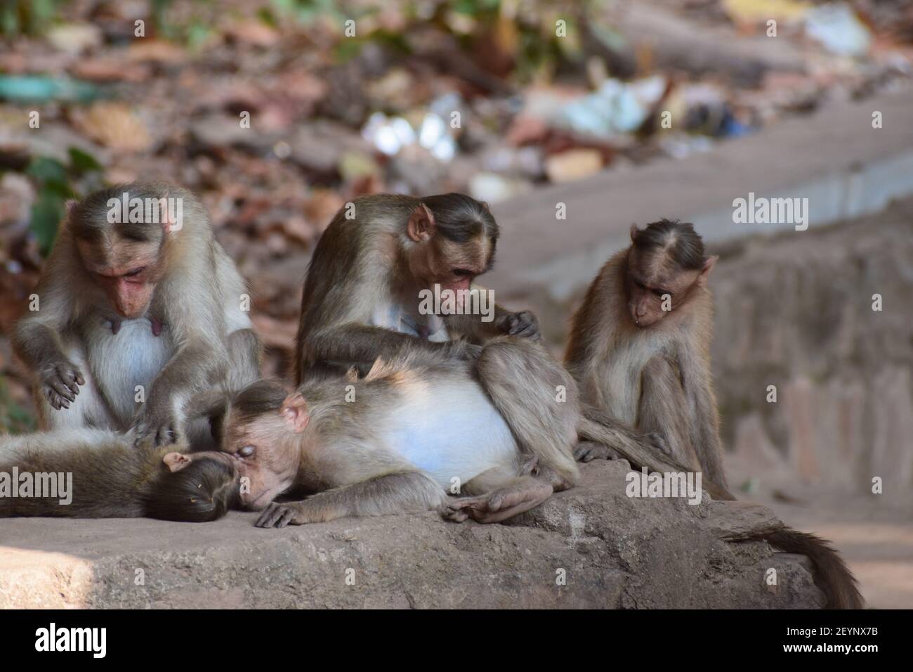 A shallow focus of monkeys outdoors in a temple Stock Photo - Alamy