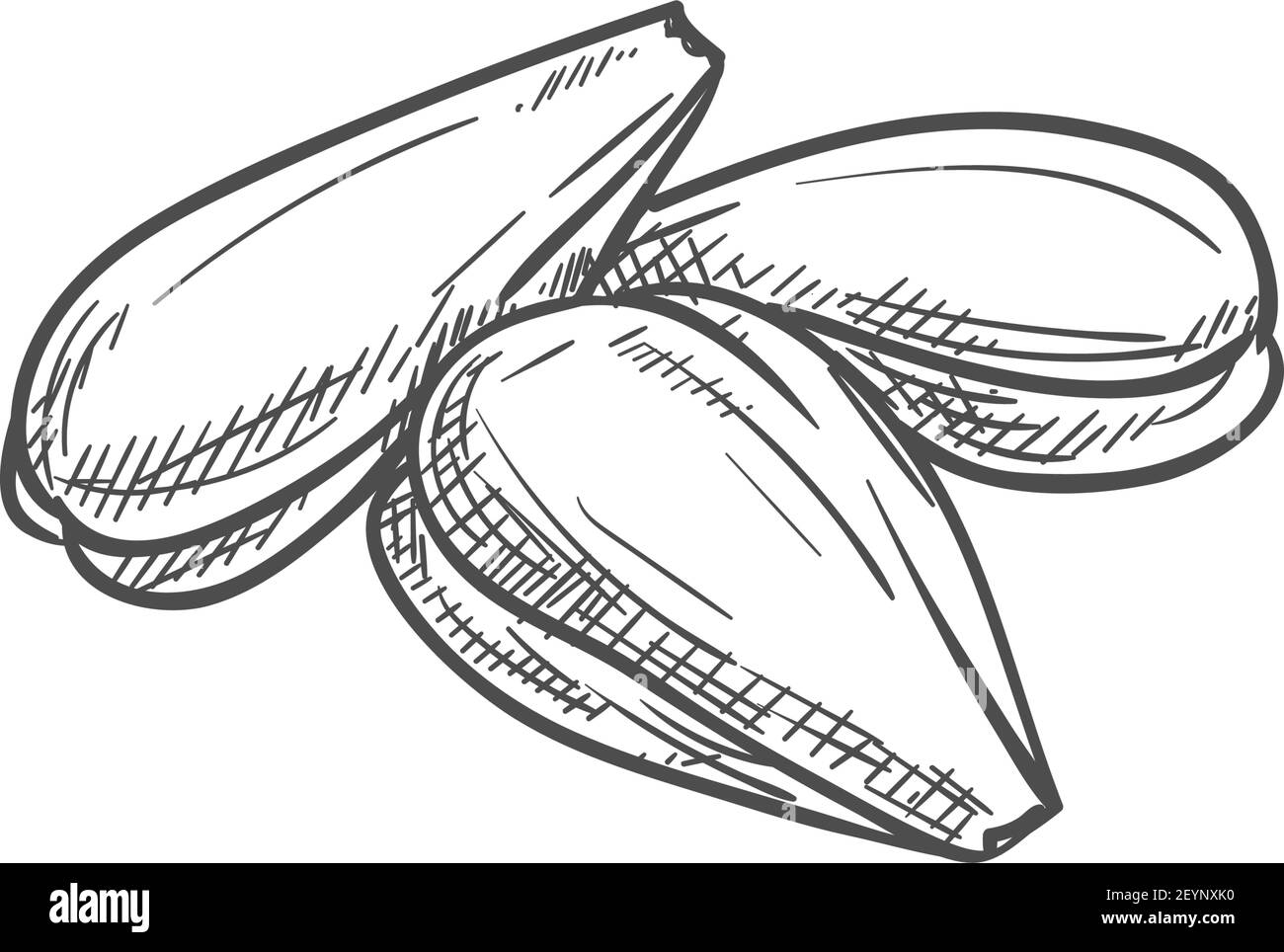 Sunflower Seed Drawing