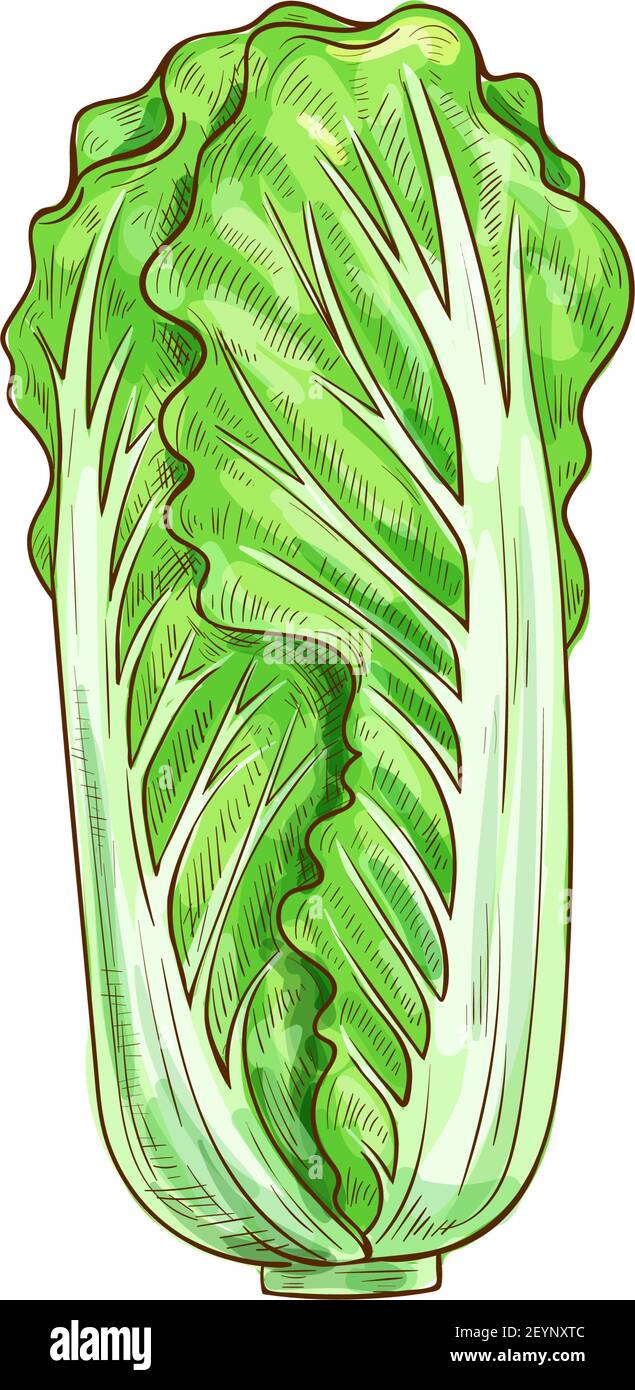 Peking cabbage isolated green leafy vegetable sketch. Vector nappa or ...
