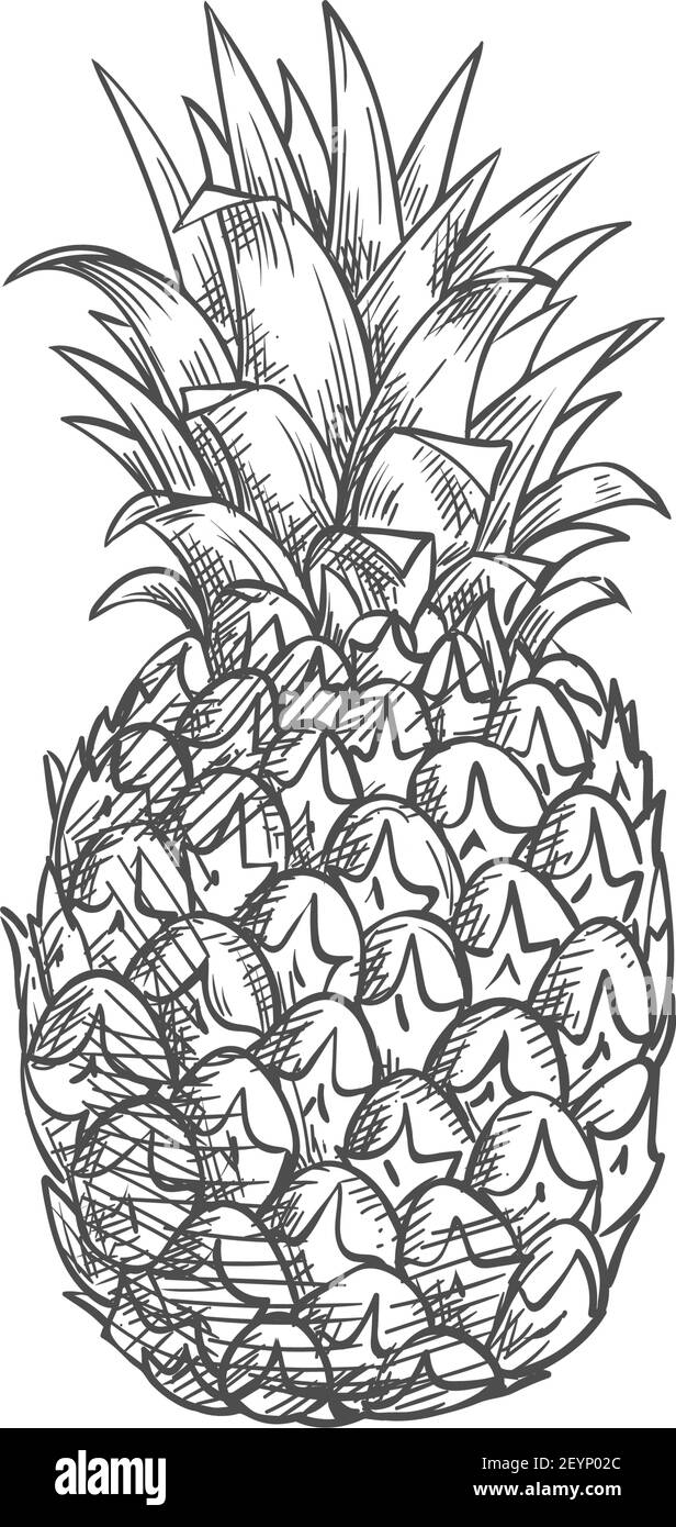 Ananas vector vectors Black and White Stock Photos & Images - Alamy