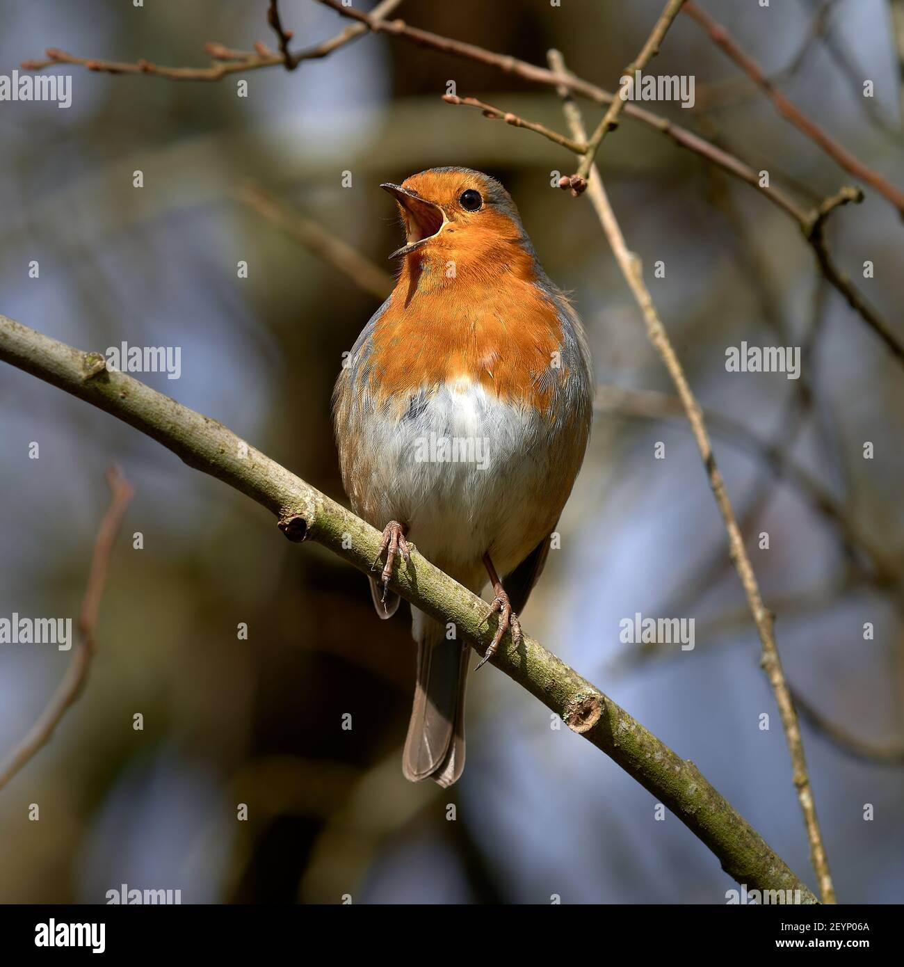 Robin with beak open hi-res stock photography and images - Alamy
