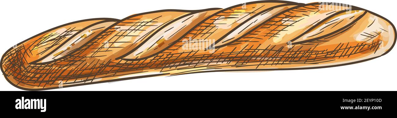 French bread isolated long narrow loaf. Vector sketch of wheat baguette ...