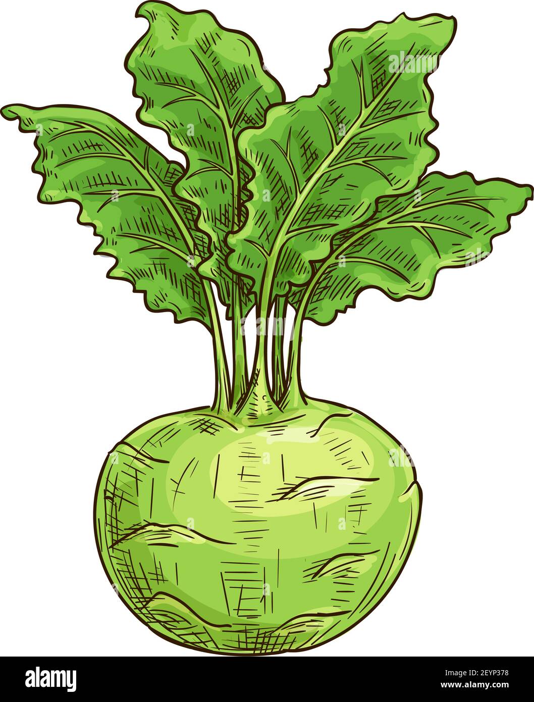 Turnip-shaped green cabbage kohlrabi with green leaves isolated sketch ...