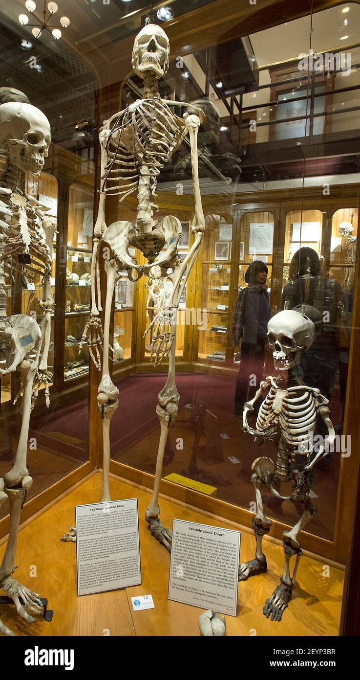 Mutter museum philadelphia hi-res stock photography and images - Alamy
