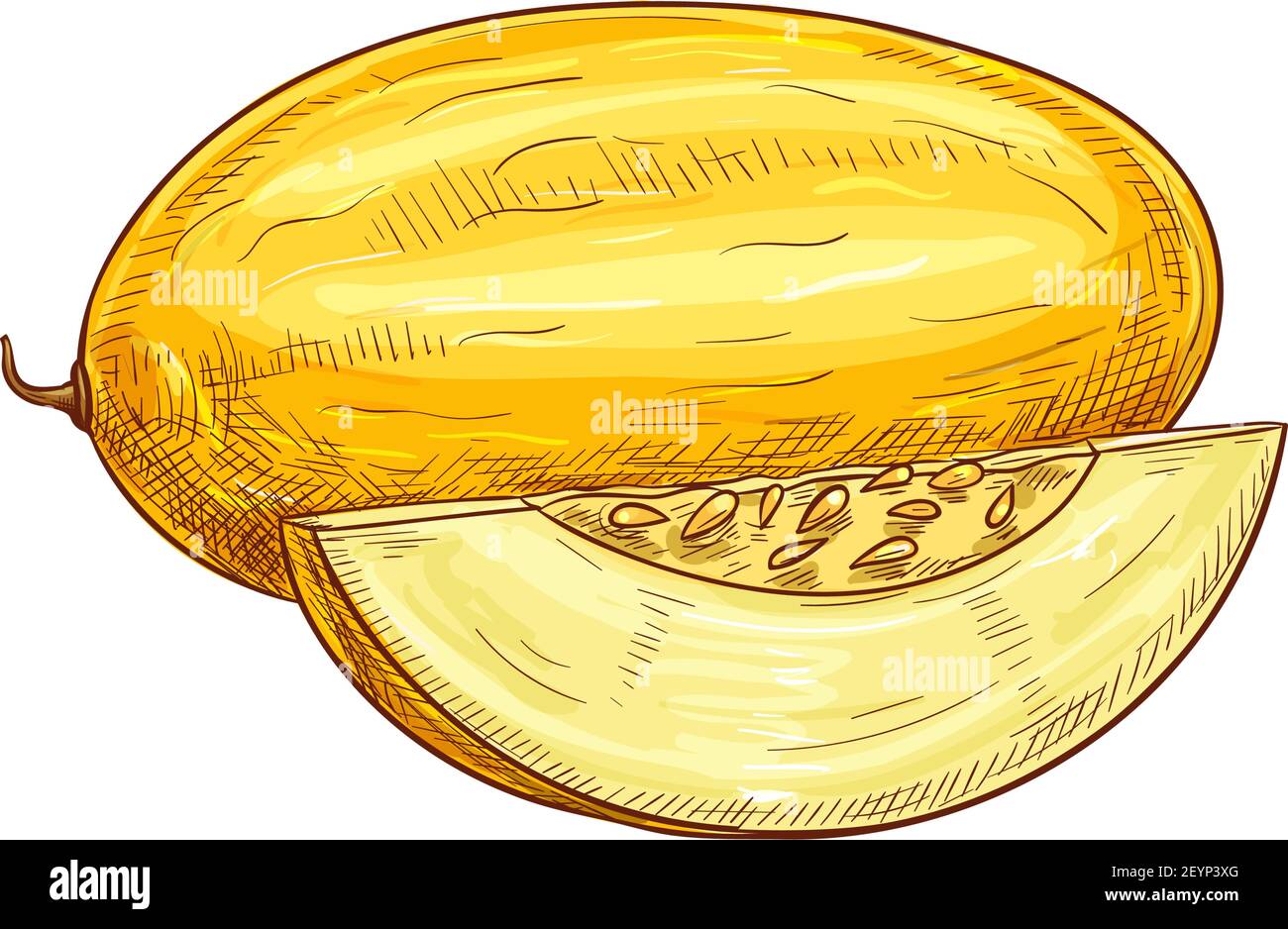 Yellow ripe melon isolated sketch. Vector tropical food dessert ...