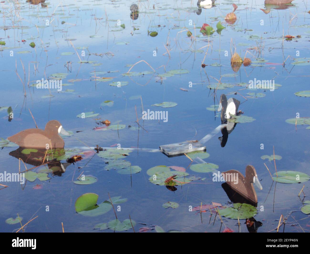 Homemade decoys made by Ron Smith are shown during duck hunting season ...