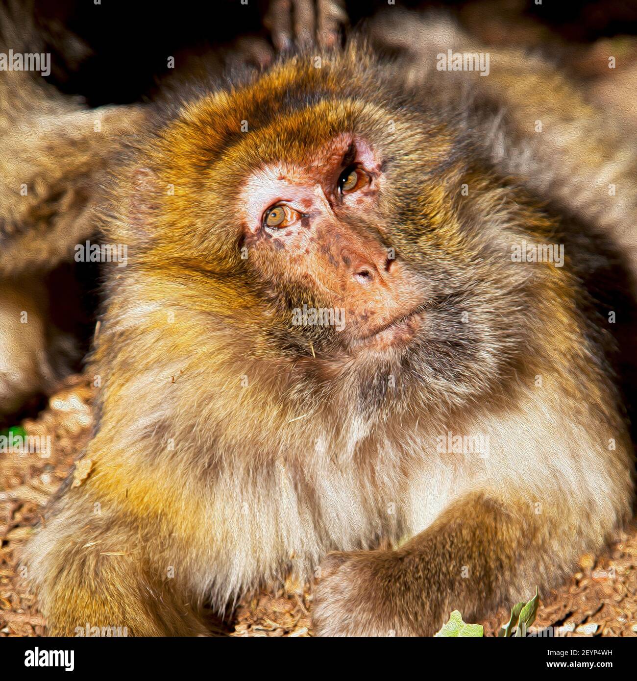 Old monkey in africa morocco and natural background fauna close up ...