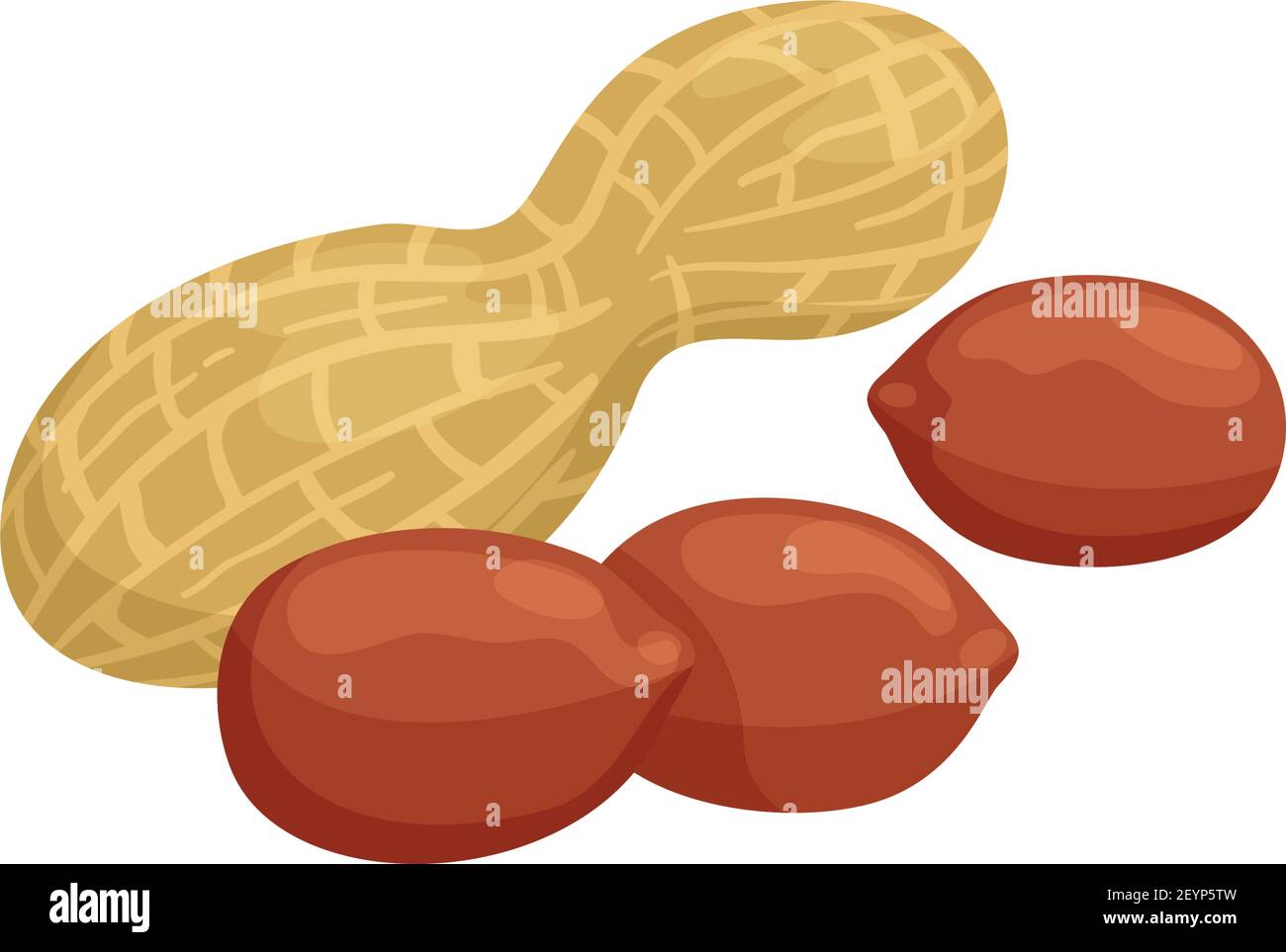 Peanut peeled pods and beans isolated groundnut. Vector goober or ...