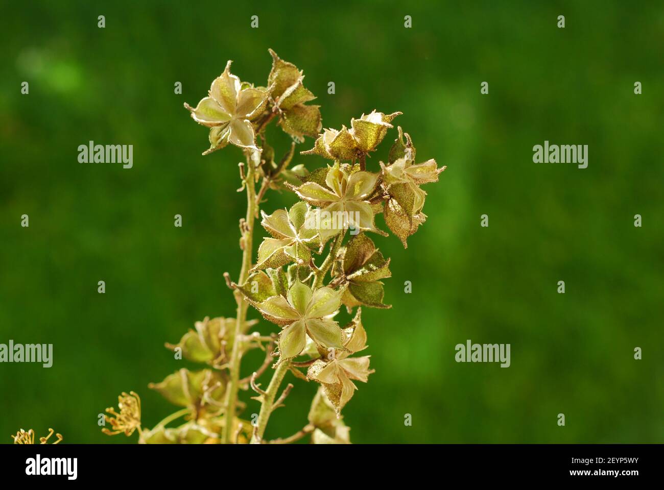 Dictamnus albus seed hi-res stock photography and images - Alamy