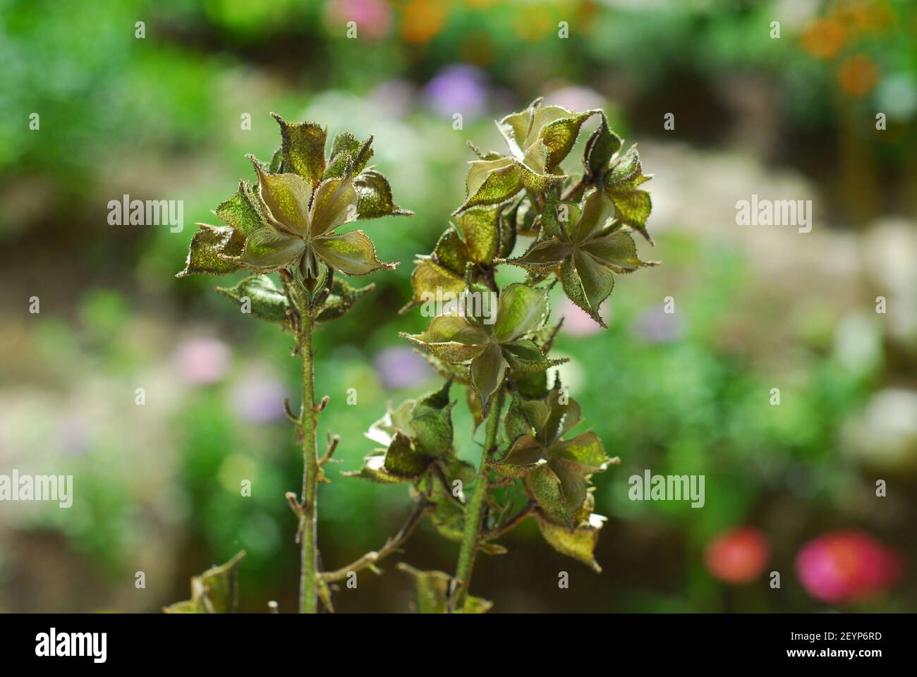 Burning bush Moses, dictamnus albus, seed capsule, moses Stock Photo ...